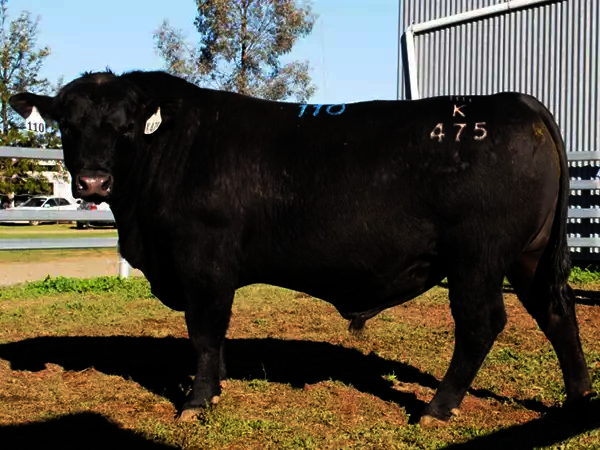 Our History | Booroomooka Angus